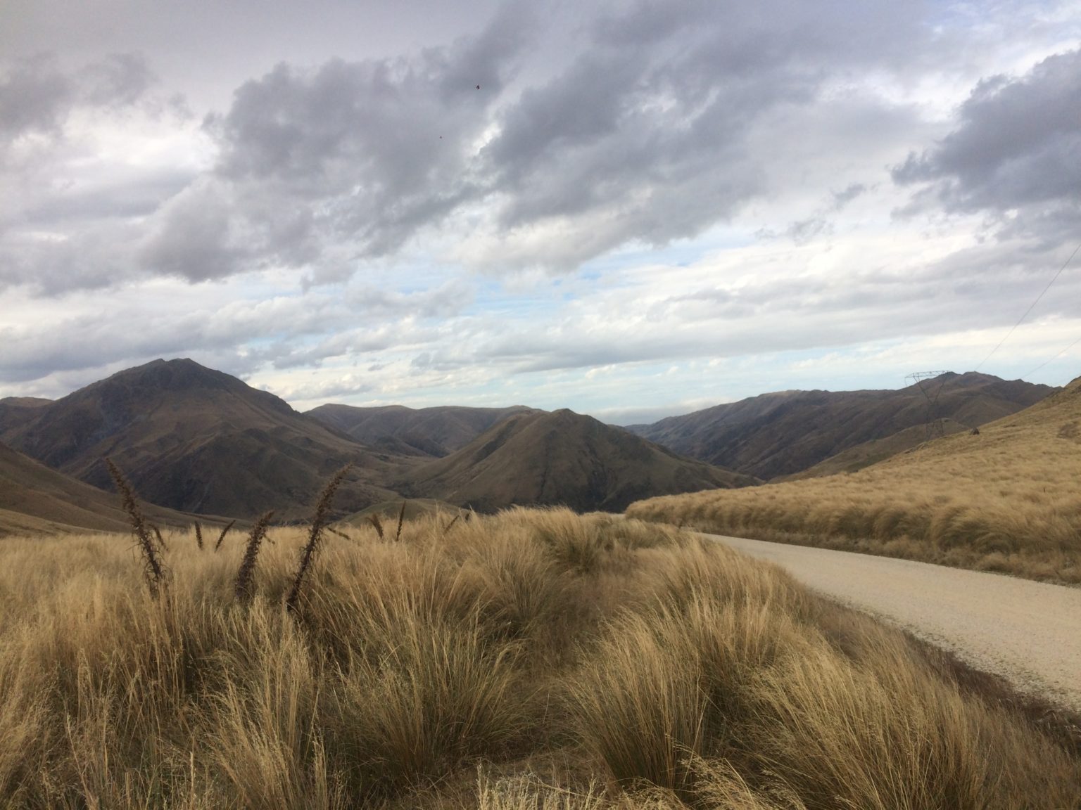 Tim Coombs Deer and Stock Transport