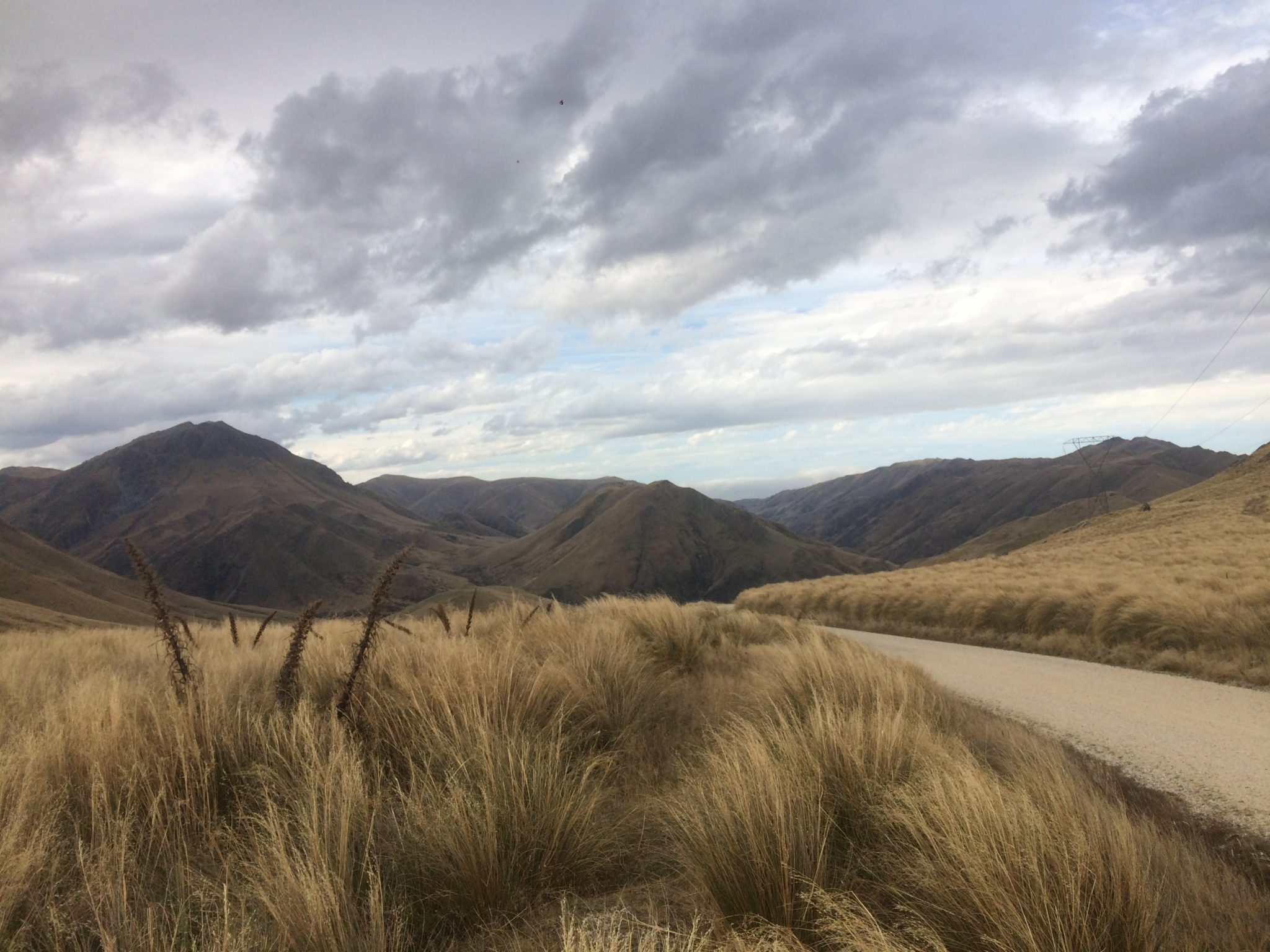 Tim Coombs Deer and Stock Transport