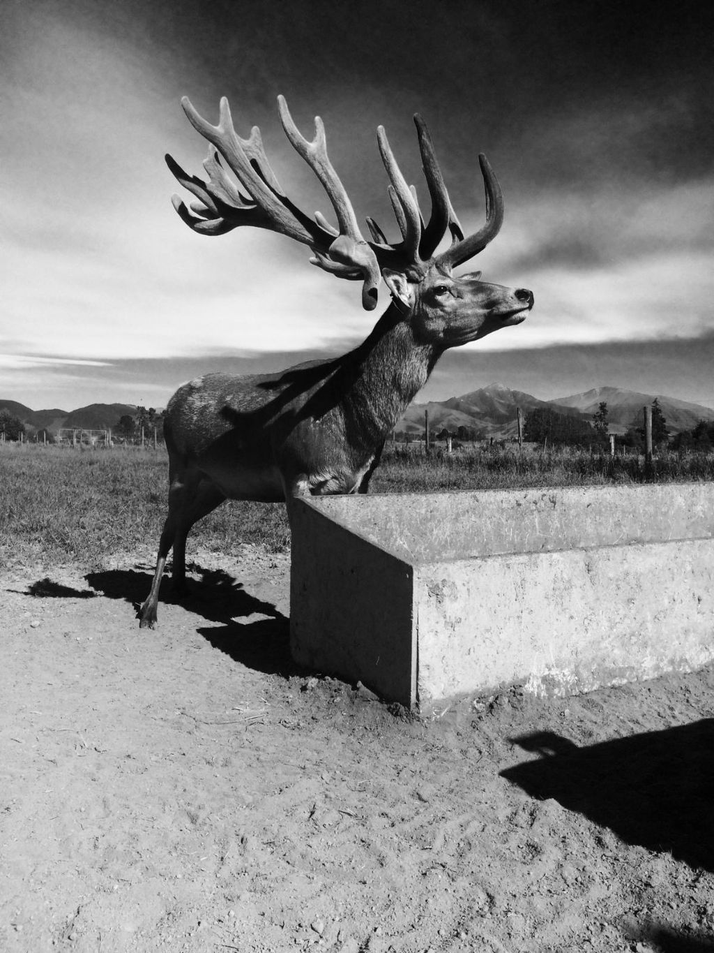 Tim Coombs Deer and Stock Transport