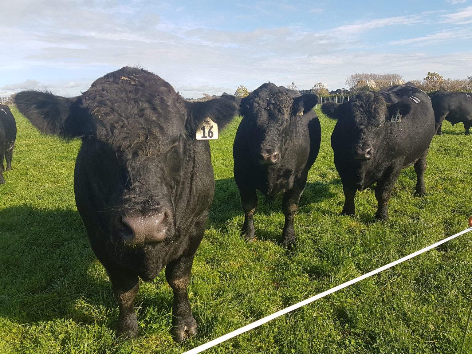 Tim Coombs Deer and Stock Transport