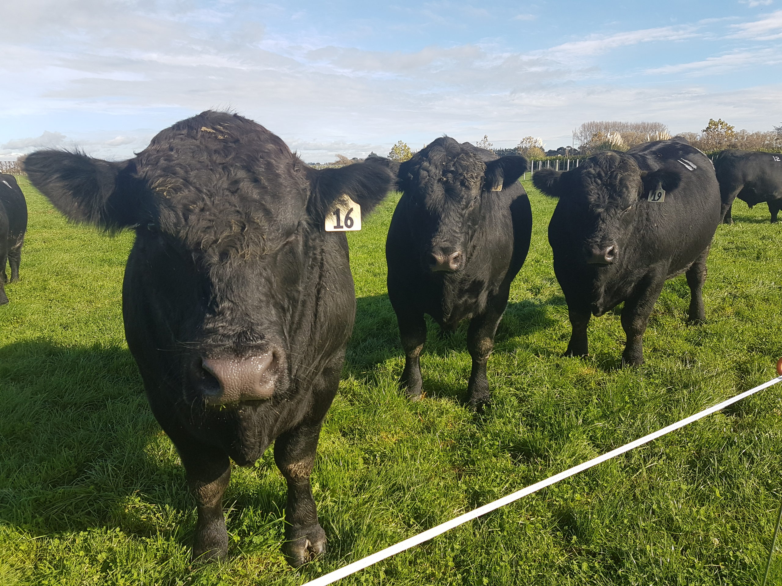 Tim Coombs Deer and Stock Transport