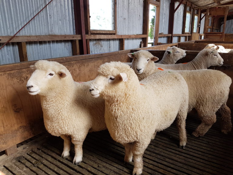 Tim Coombs Deer and Stock Transport