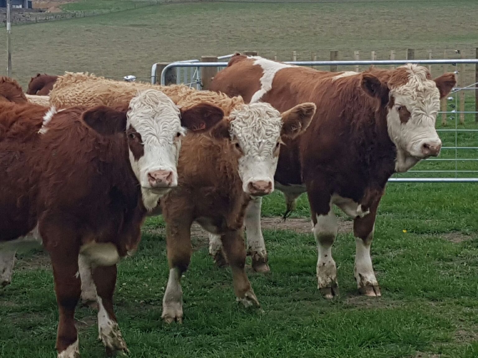 Tim Coombs Deer and Stock Transport