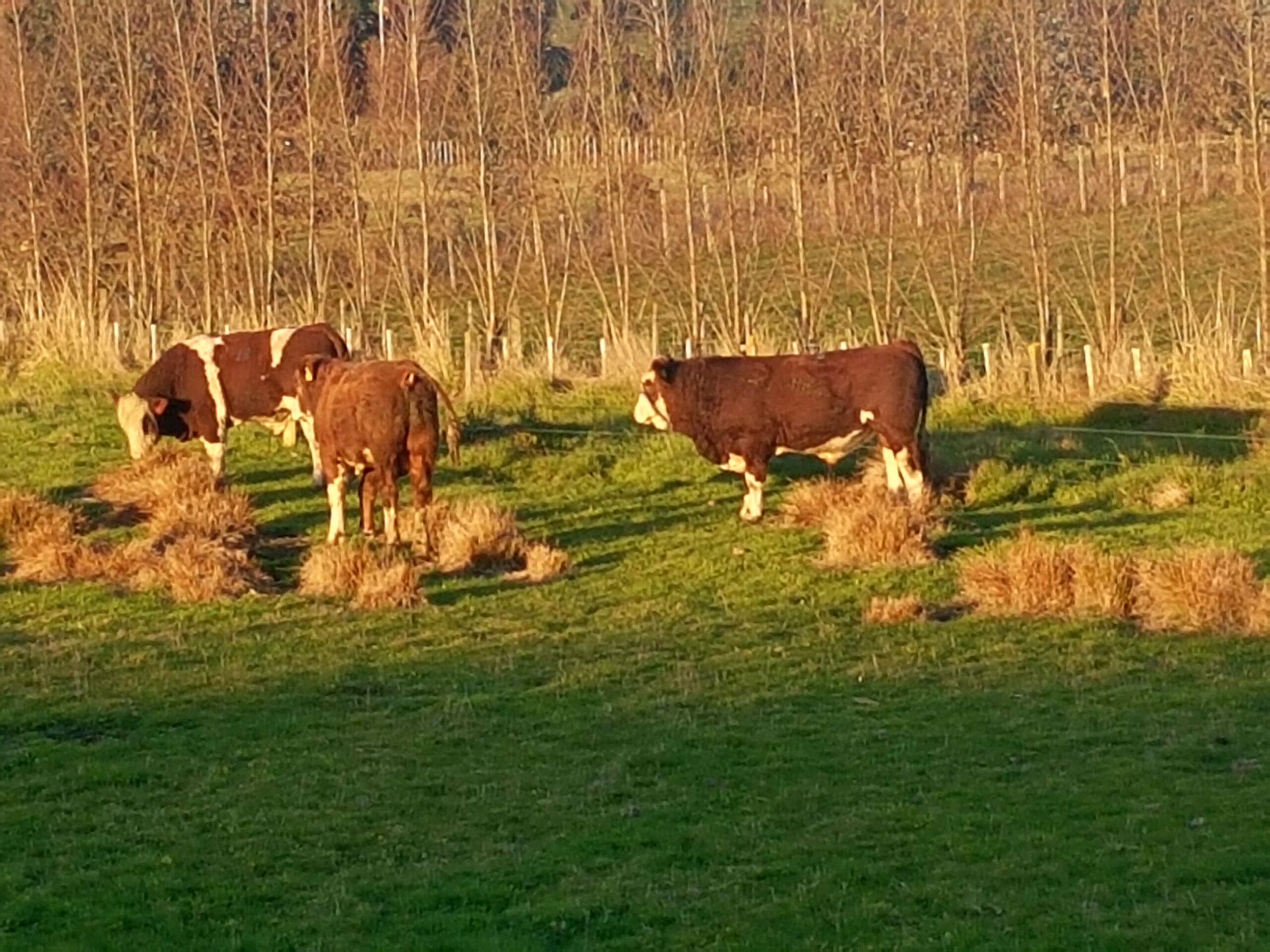 Tim Coombs Deer and Stock Transport